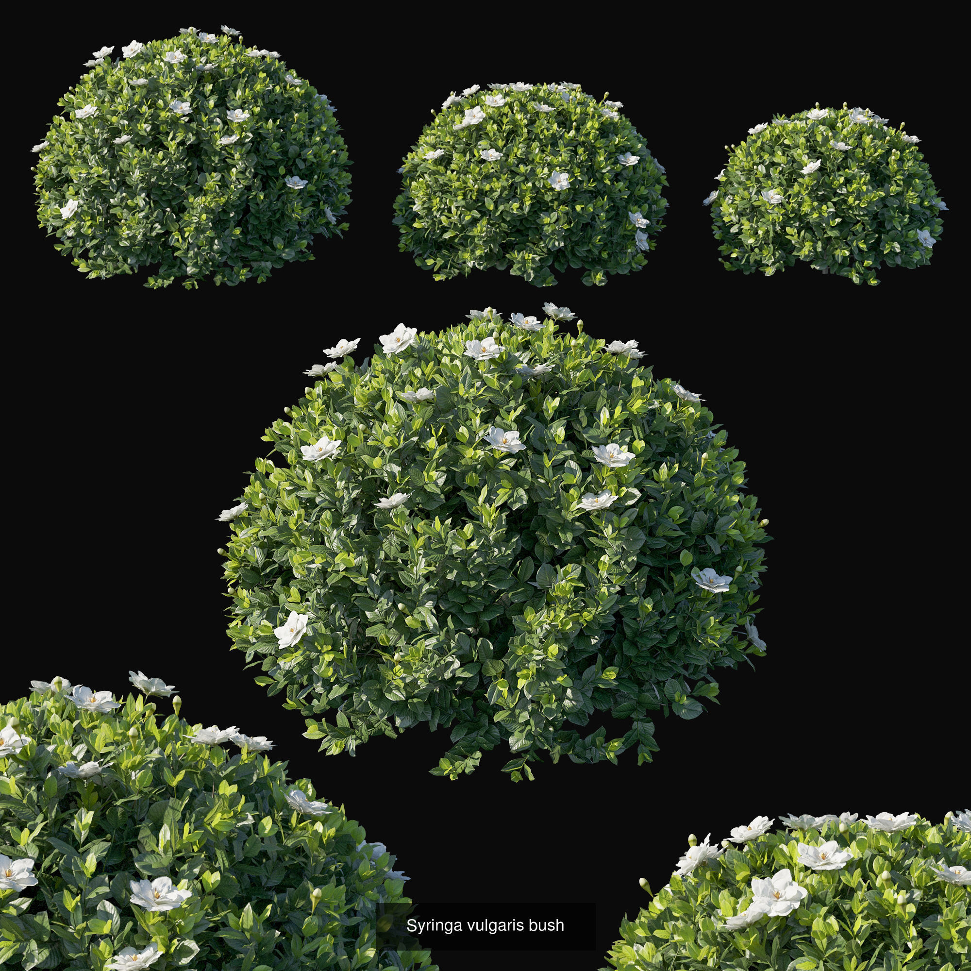 Bushes and Shrubs Evergreen Shrubs 3D Model Collection | CGTrader
