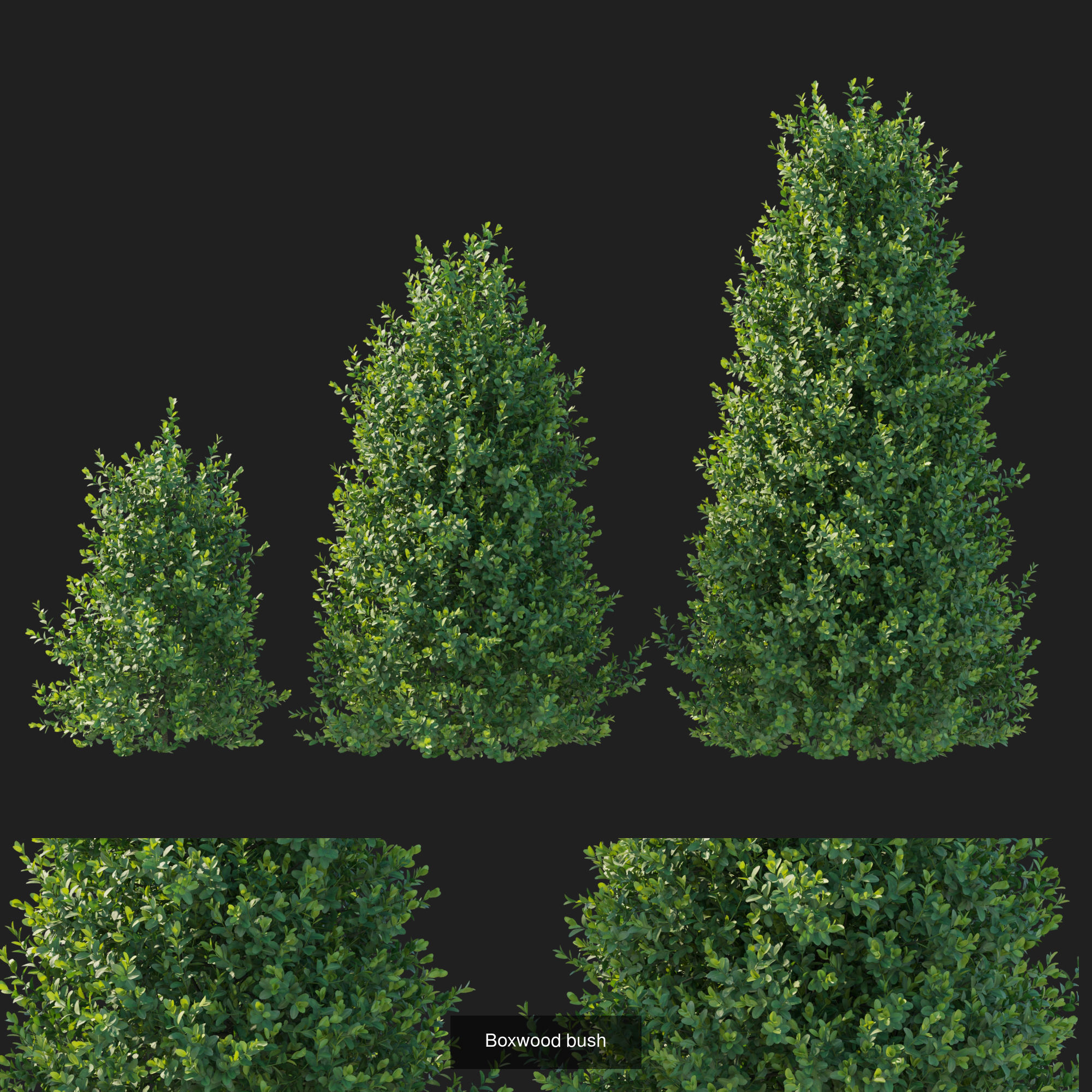 Bushes and Shrubs Evergreen Shrubs 3D Model Collection | CGTrader