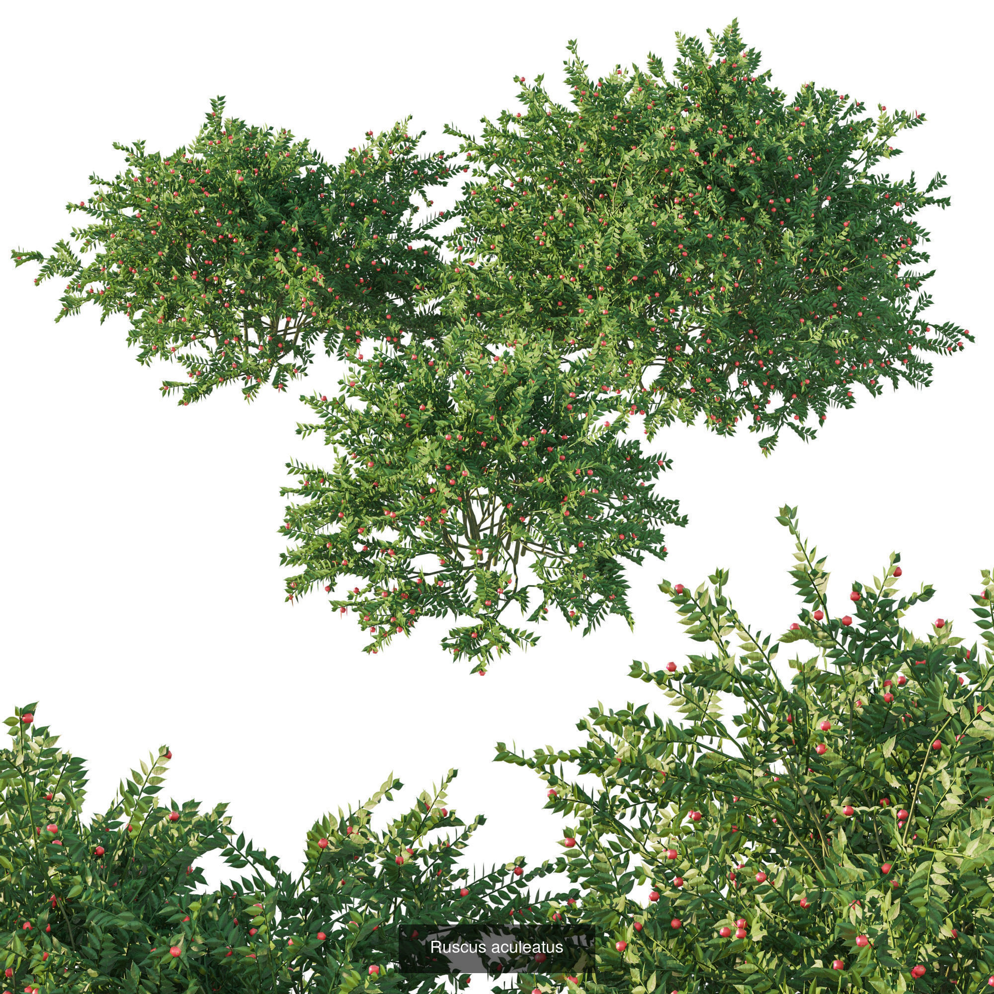 Bushes and Shrubs Evergreen Shrubs 3D Model Collection | CGTrader