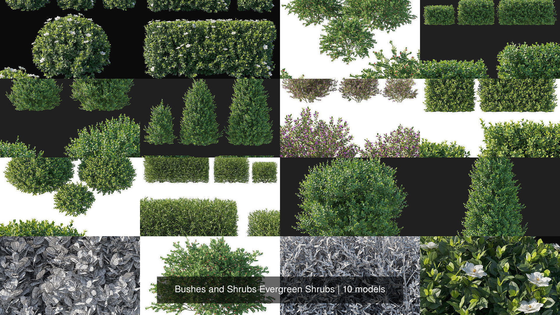 Bushes and Shrubs Evergreen Shrubs 3D Model Collection | CGTrader