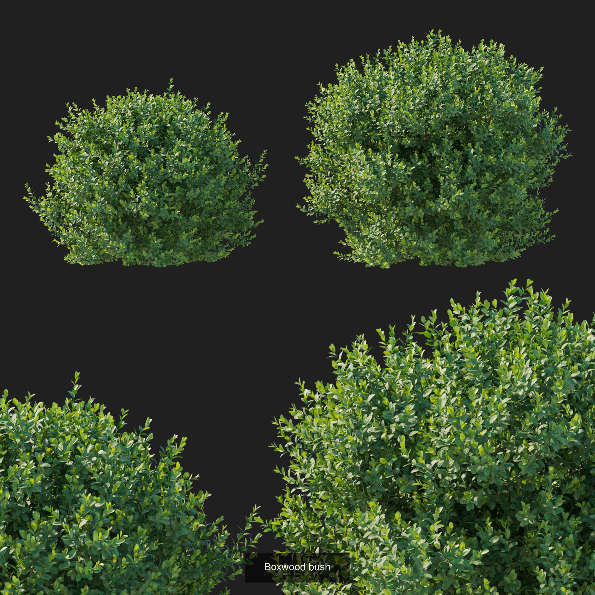 Bushes and Shrubs Evergreen Shrubs 3D Model Collection | CGTrader