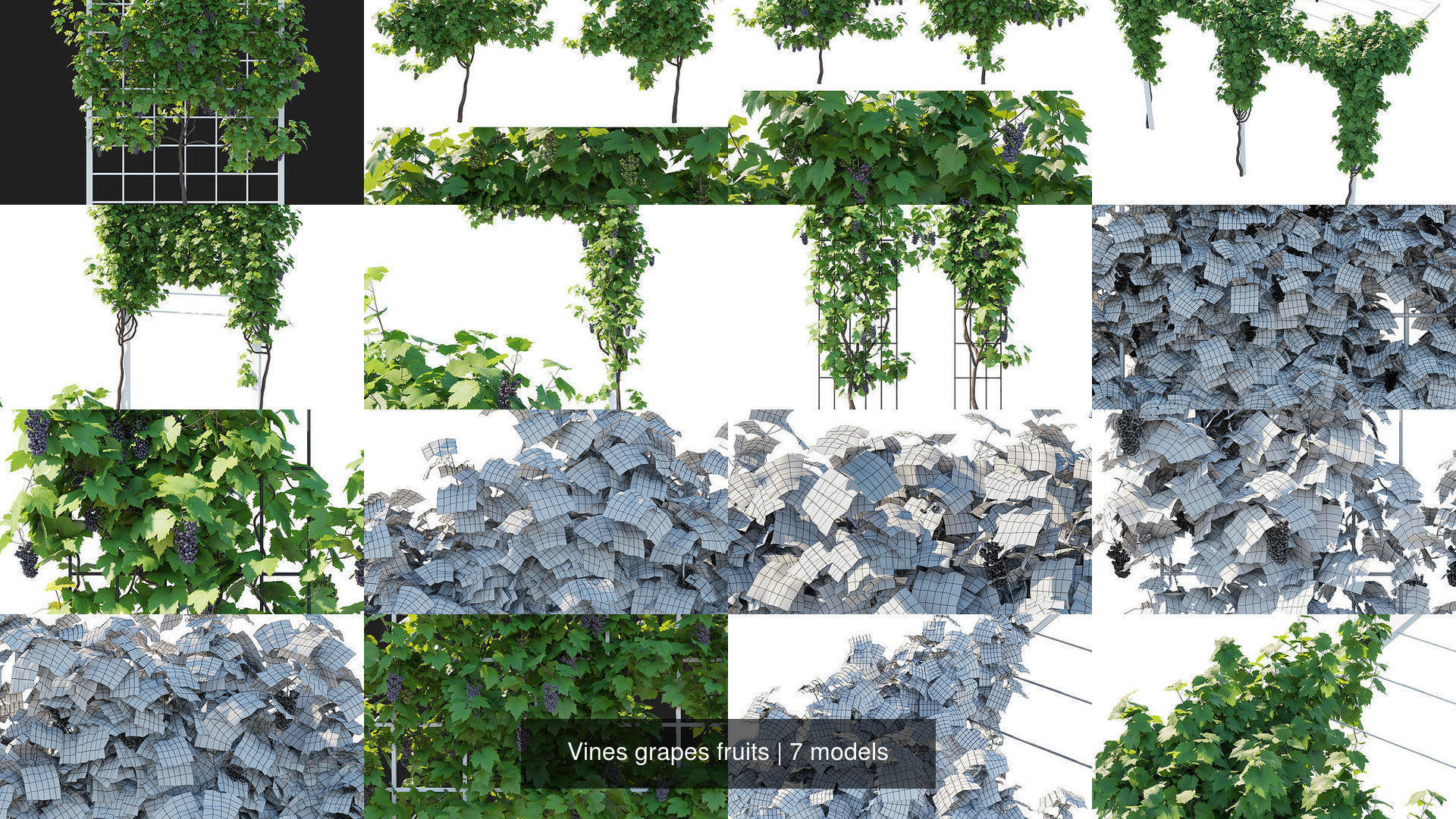 Vines grapes fruits 3D Model Collection | CGTrader