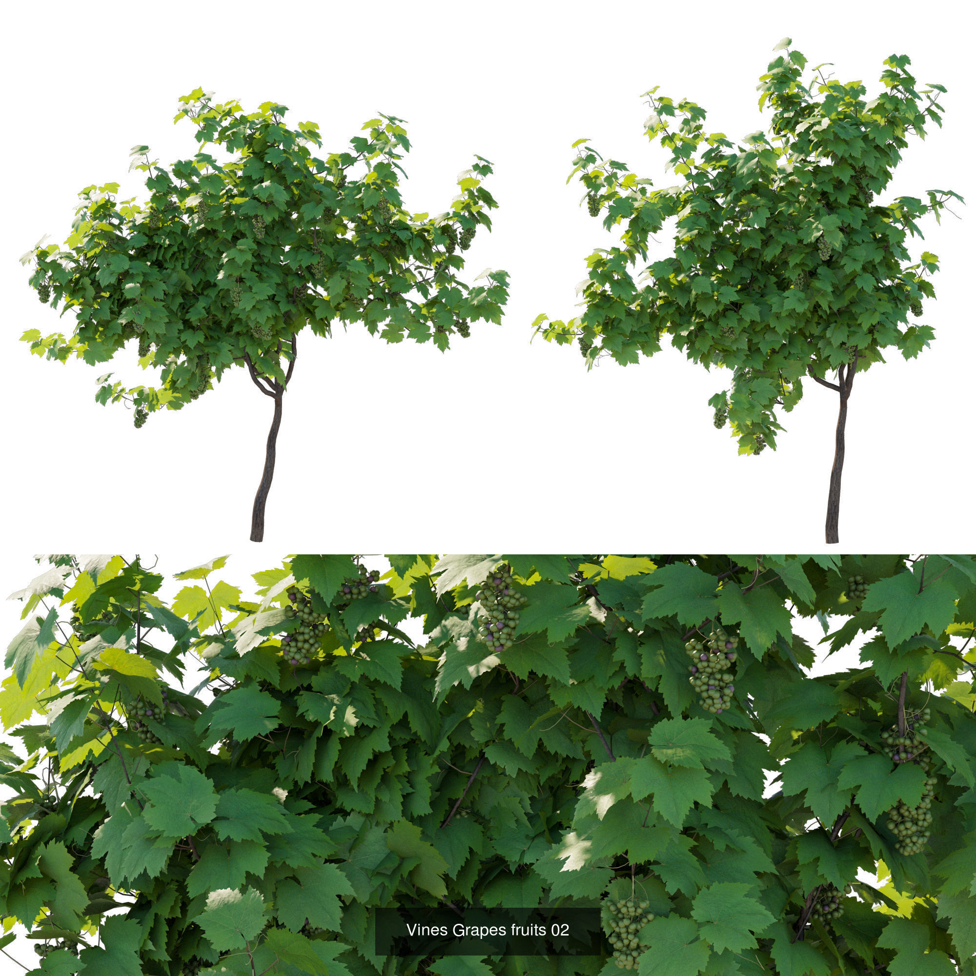 Vines grapes fruits 3D Model Collection | CGTrader