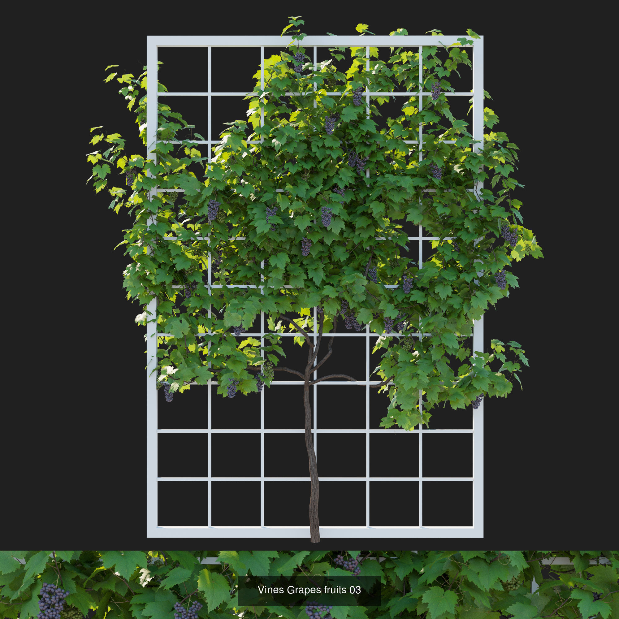 Vines grapes fruits 3D Model Collection | CGTrader