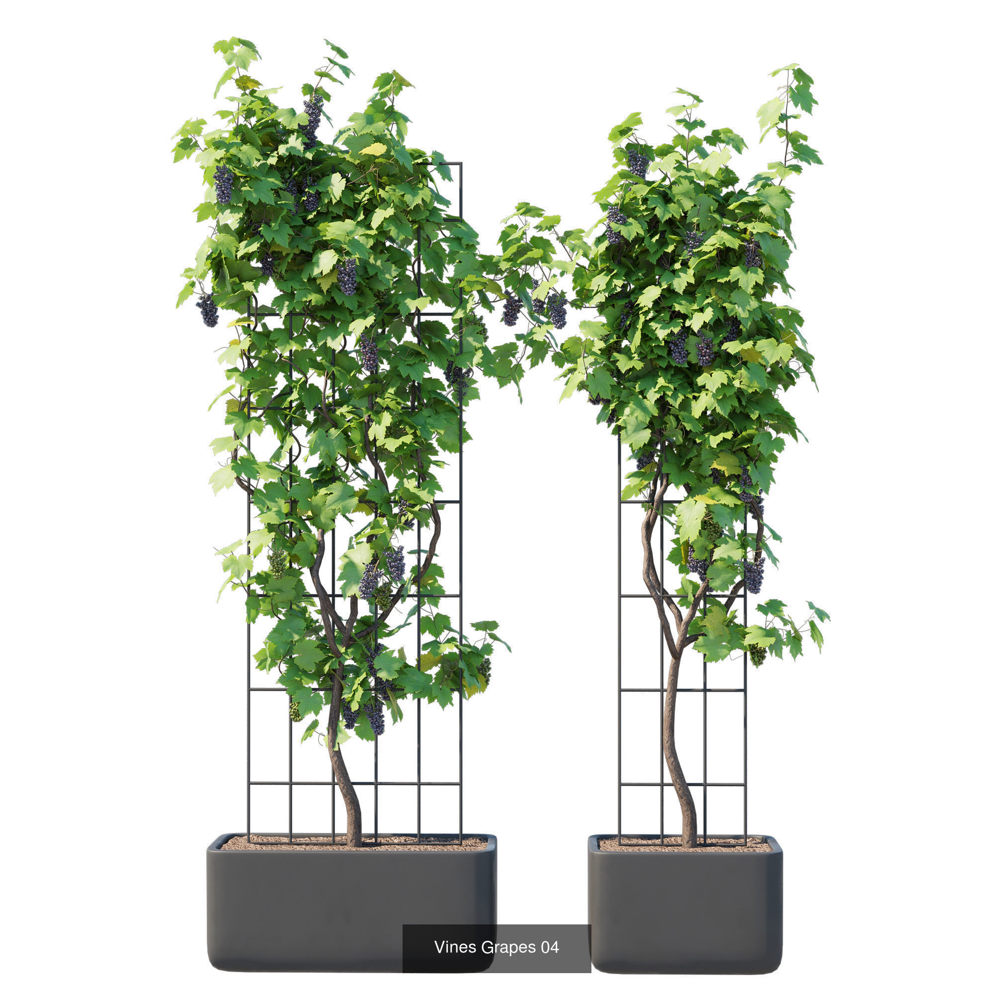 Vines grapes fruits 3D Model Collection | CGTrader