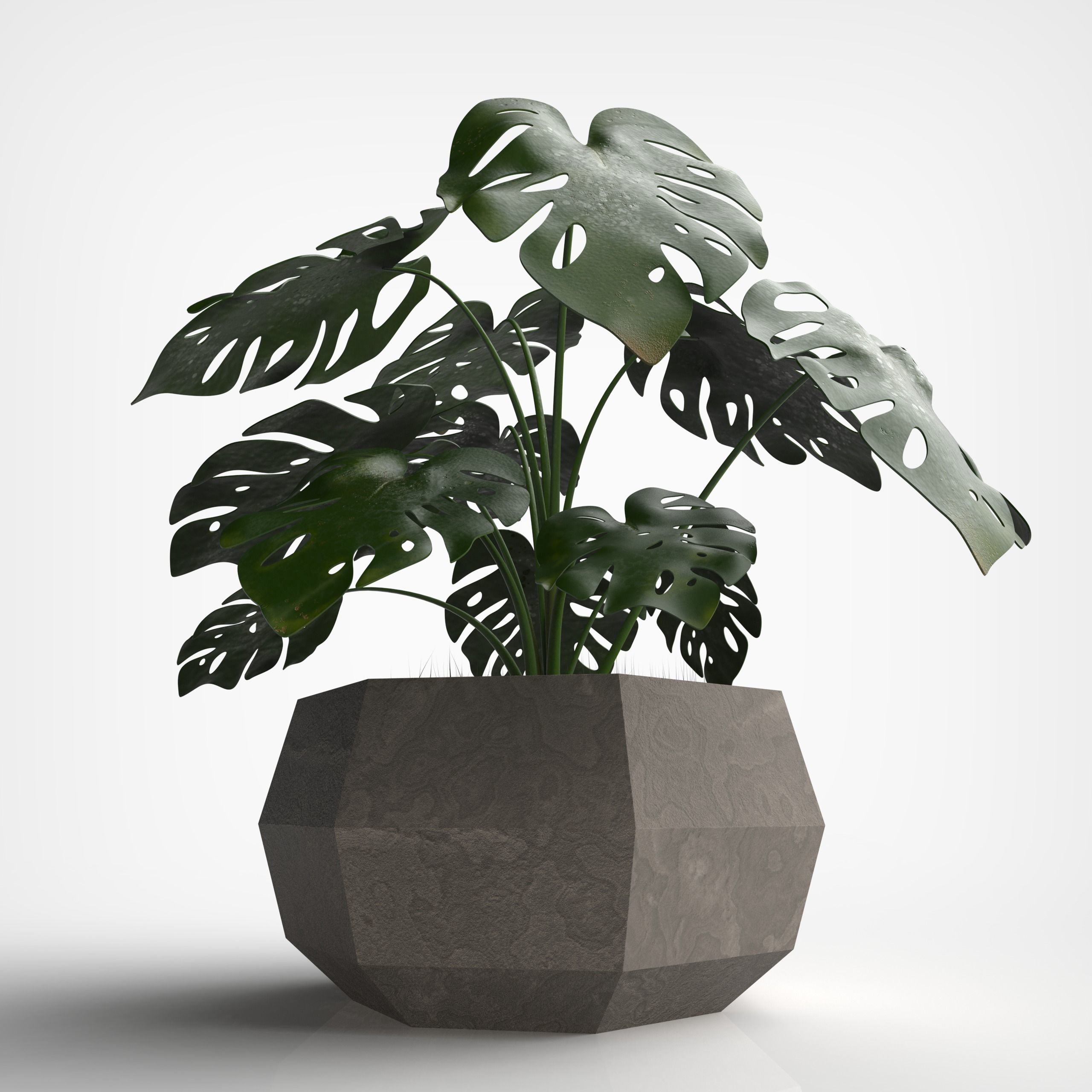 Flower Pot Monstera Deliciosa 3D model | CGTrader