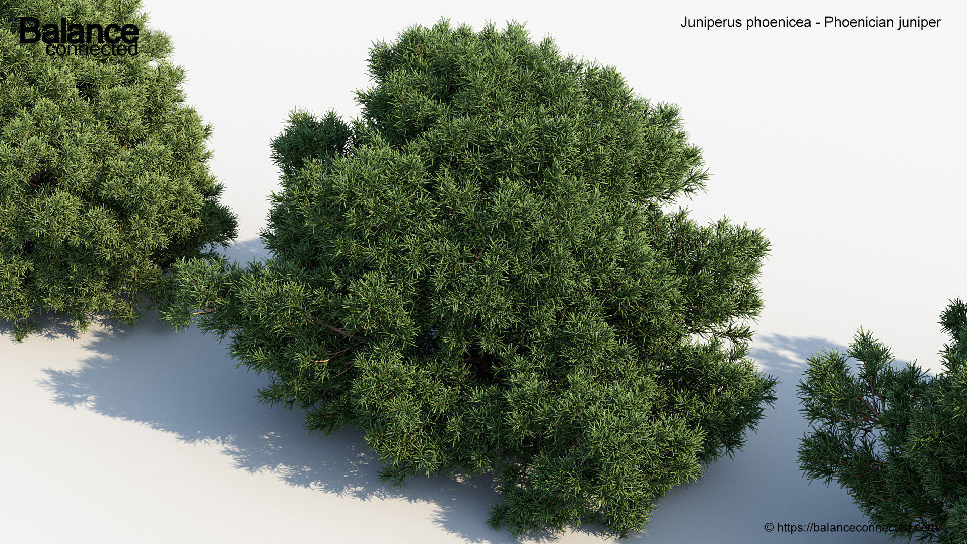 Juniperus phoenicea Phoenician juniper 3D model | CGTrader