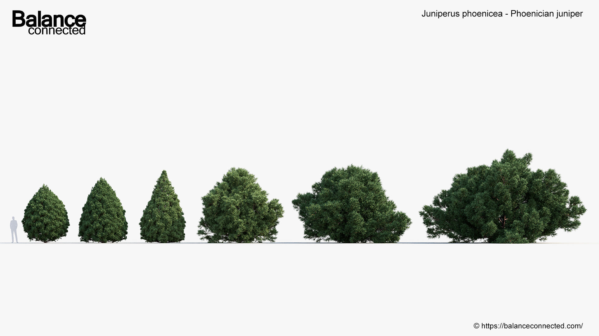 Juniperus phoenicea Phoenician juniper 3D model | CGTrader