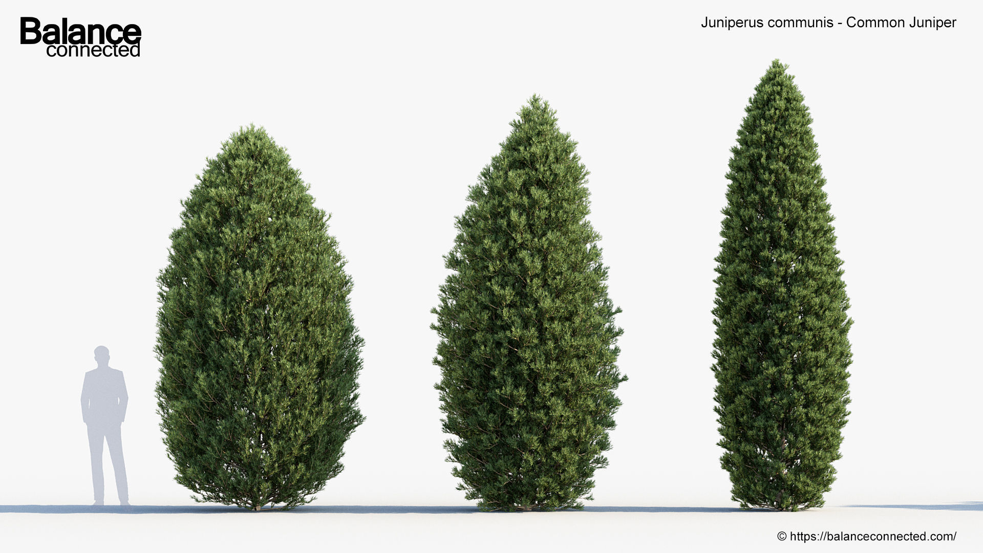 Juniperus communis Common Juniper 3D model | CGTrader