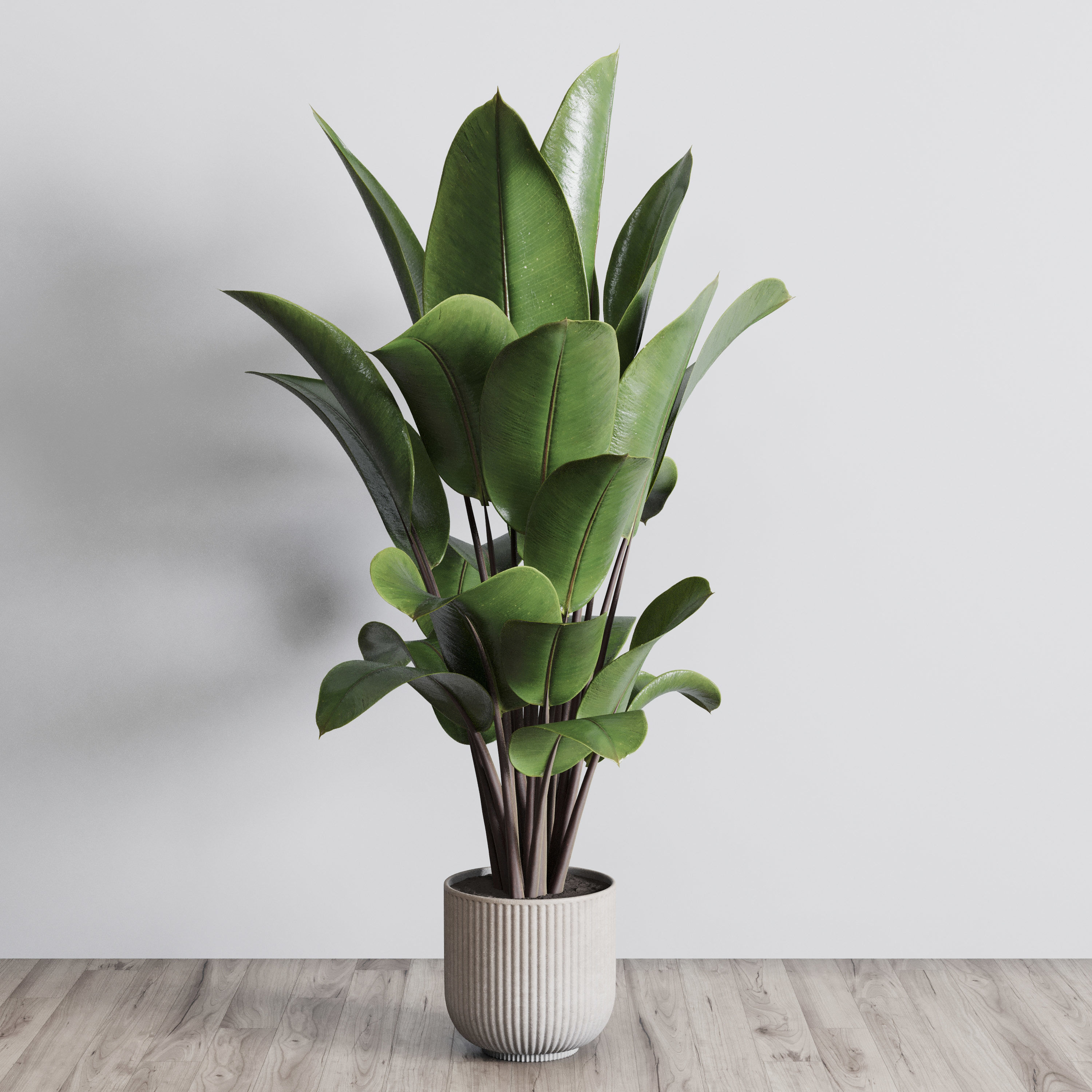 3D model Ficus rubbery plant in concrete vase 359 VR / AR / low-poly ...