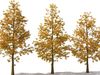 Ginkgo tree 3D model | CGTrader