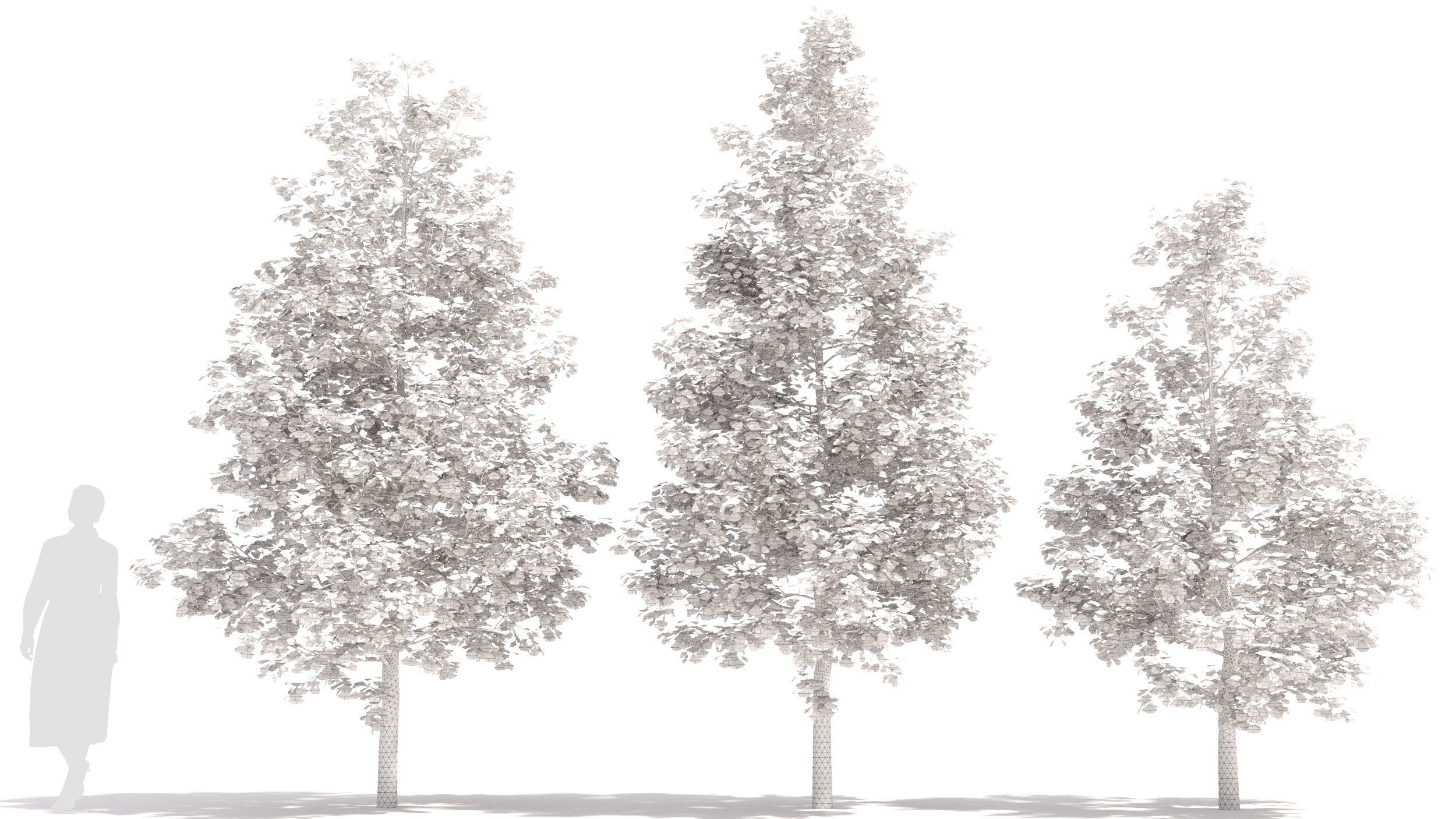 Ginkgo tree 3D model | CGTrader
