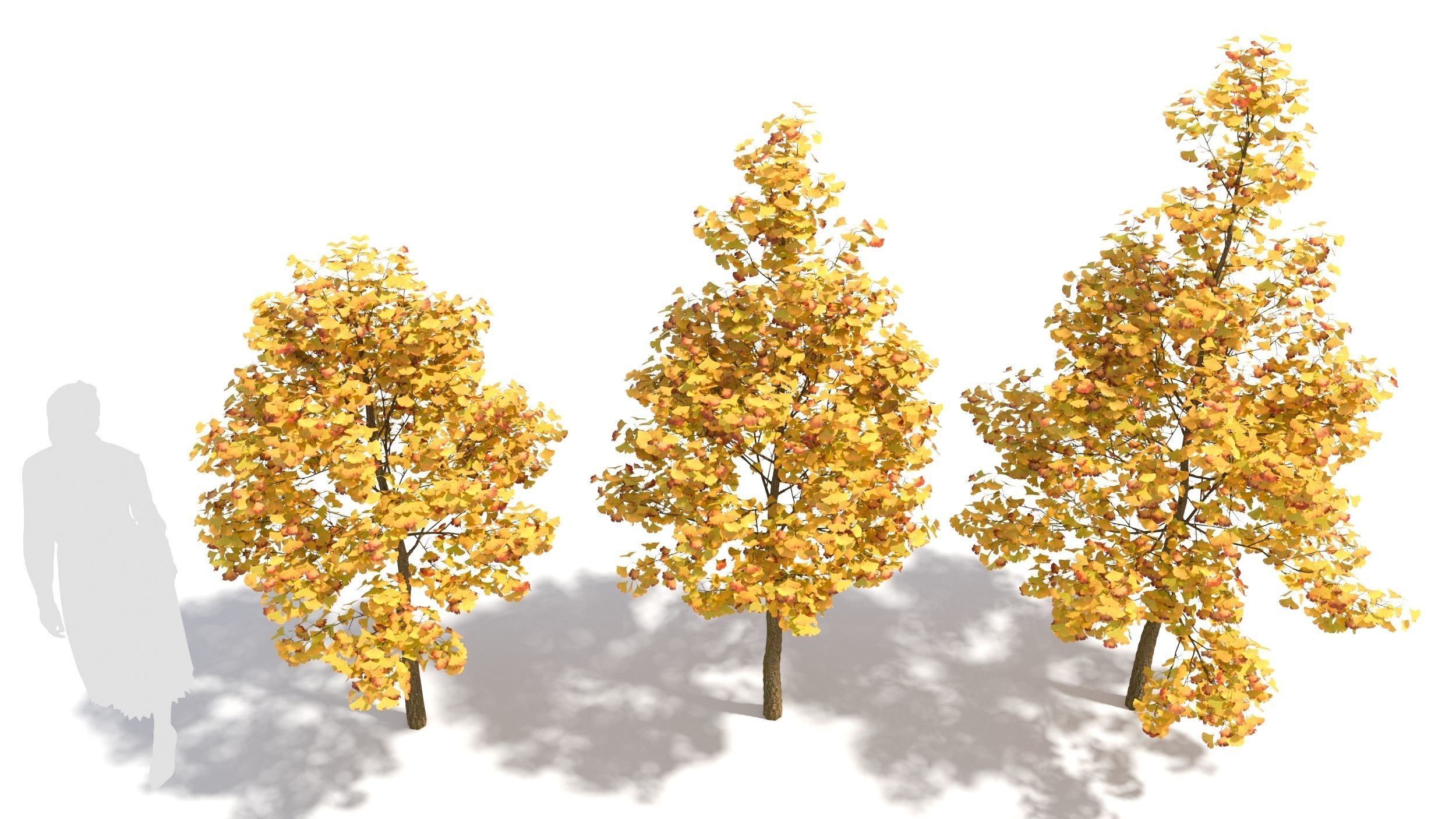 Ginkgo tree 3D model | CGTrader