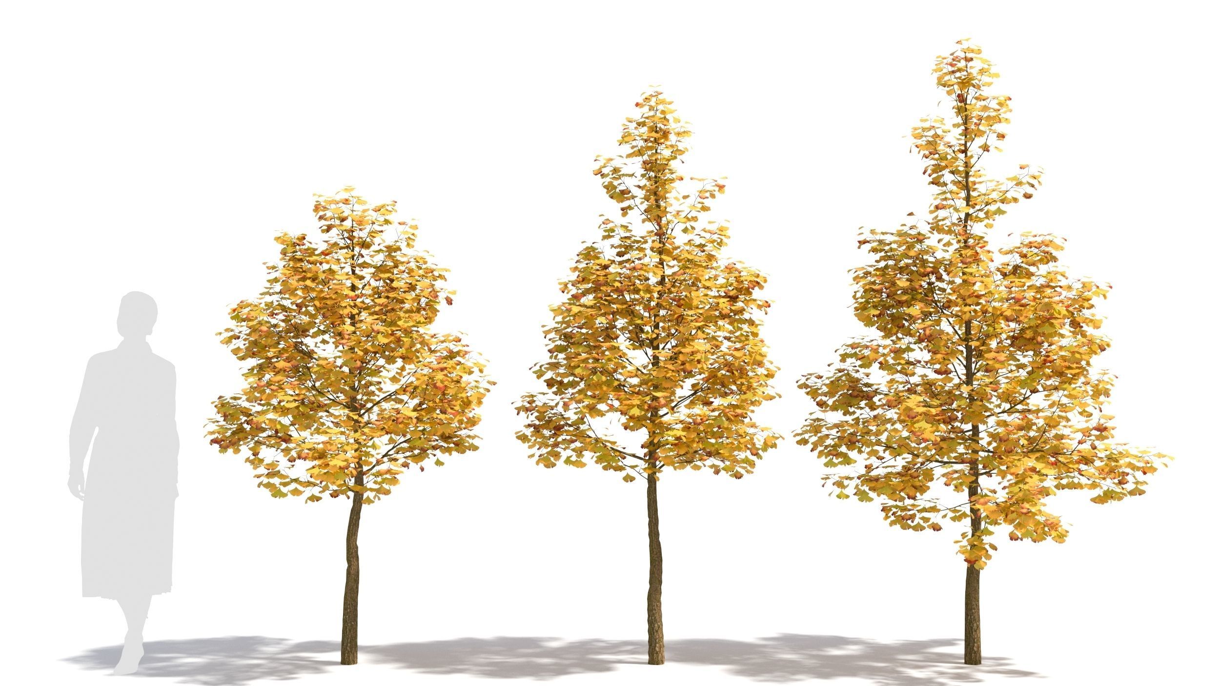 Ginkgo tree 3D model | CGTrader