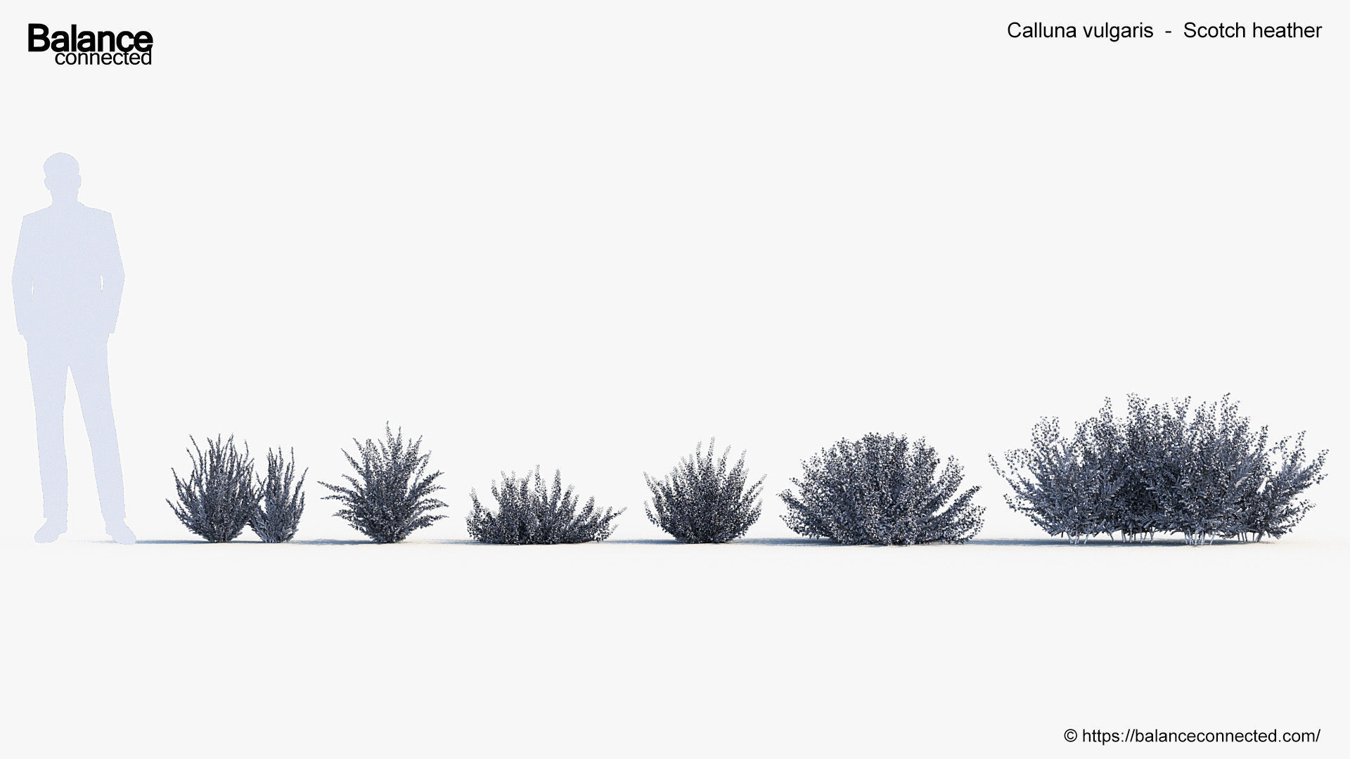 Calluna vulgaris Scotch heather 3D Model 3D model | CGTrader