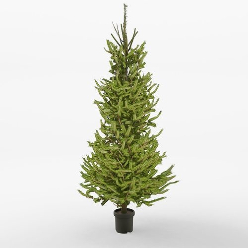 3D model Norway Spruce 3D Model VR / AR / low-poly | CGTrader