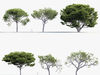 Pinus pinea Stone pine 3D Model 3D model | CGTrader