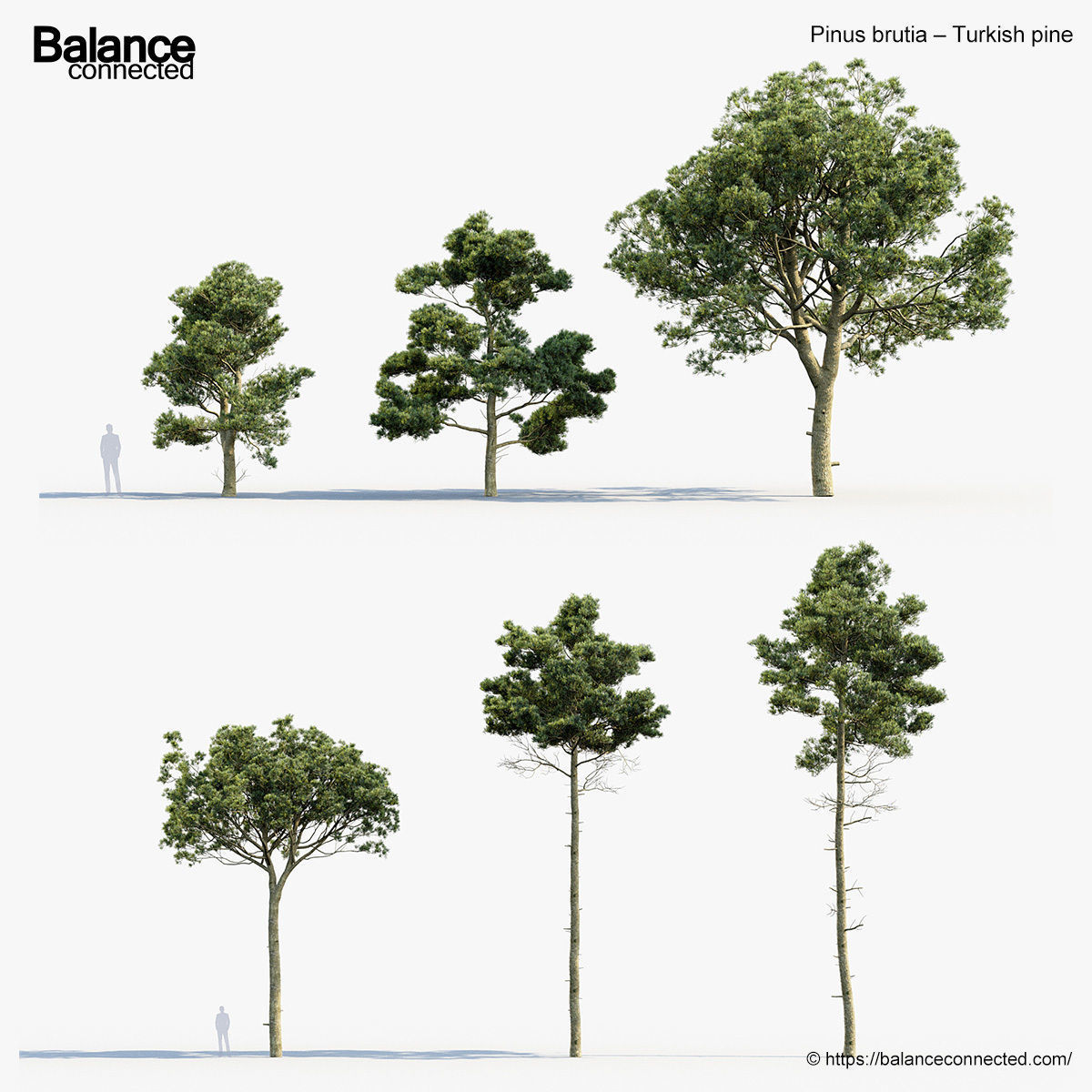 Pinus brutia Turkish pine 3D Model 3D model | CGTrader