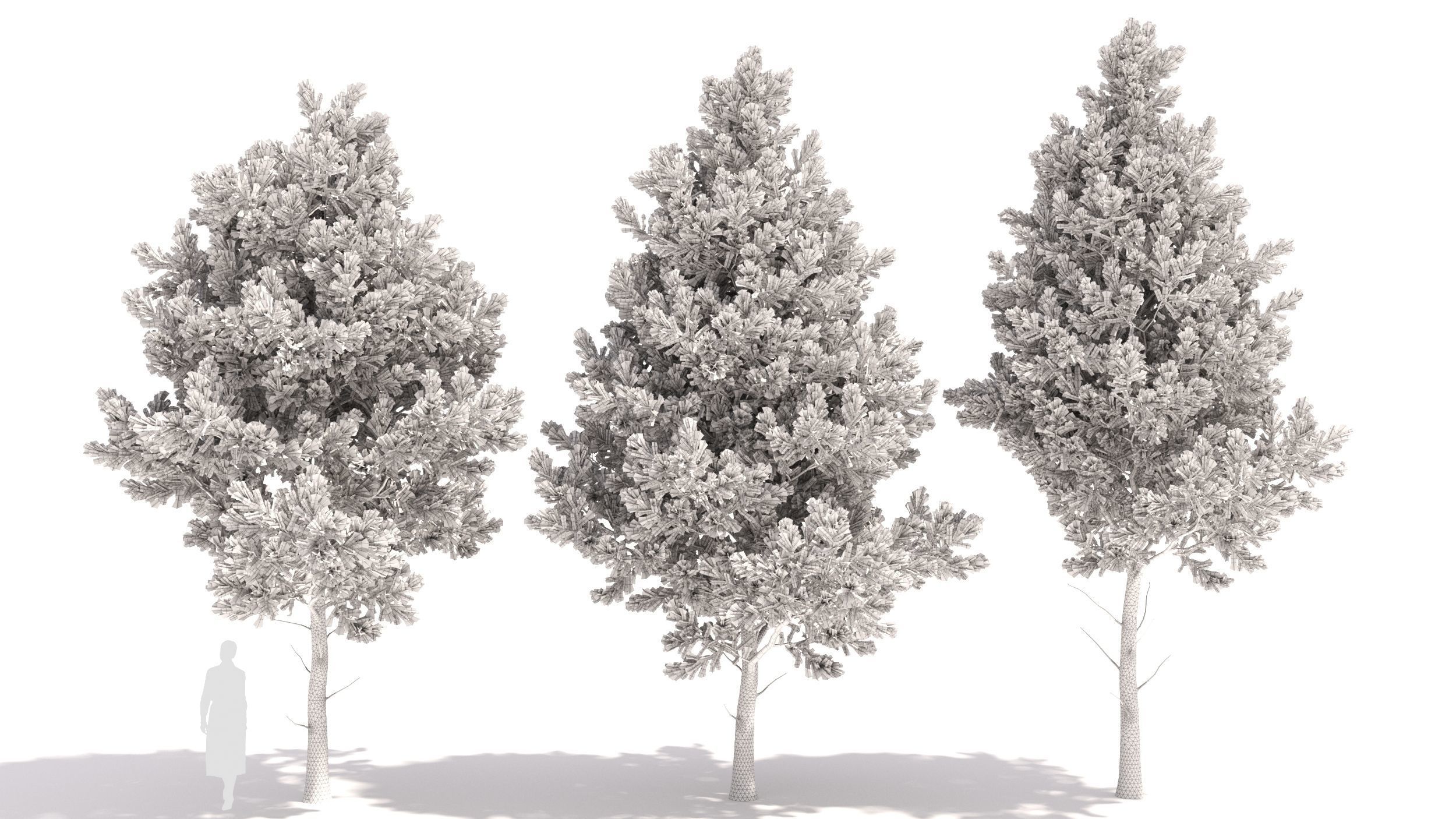 Picea 3D model | CGTrader