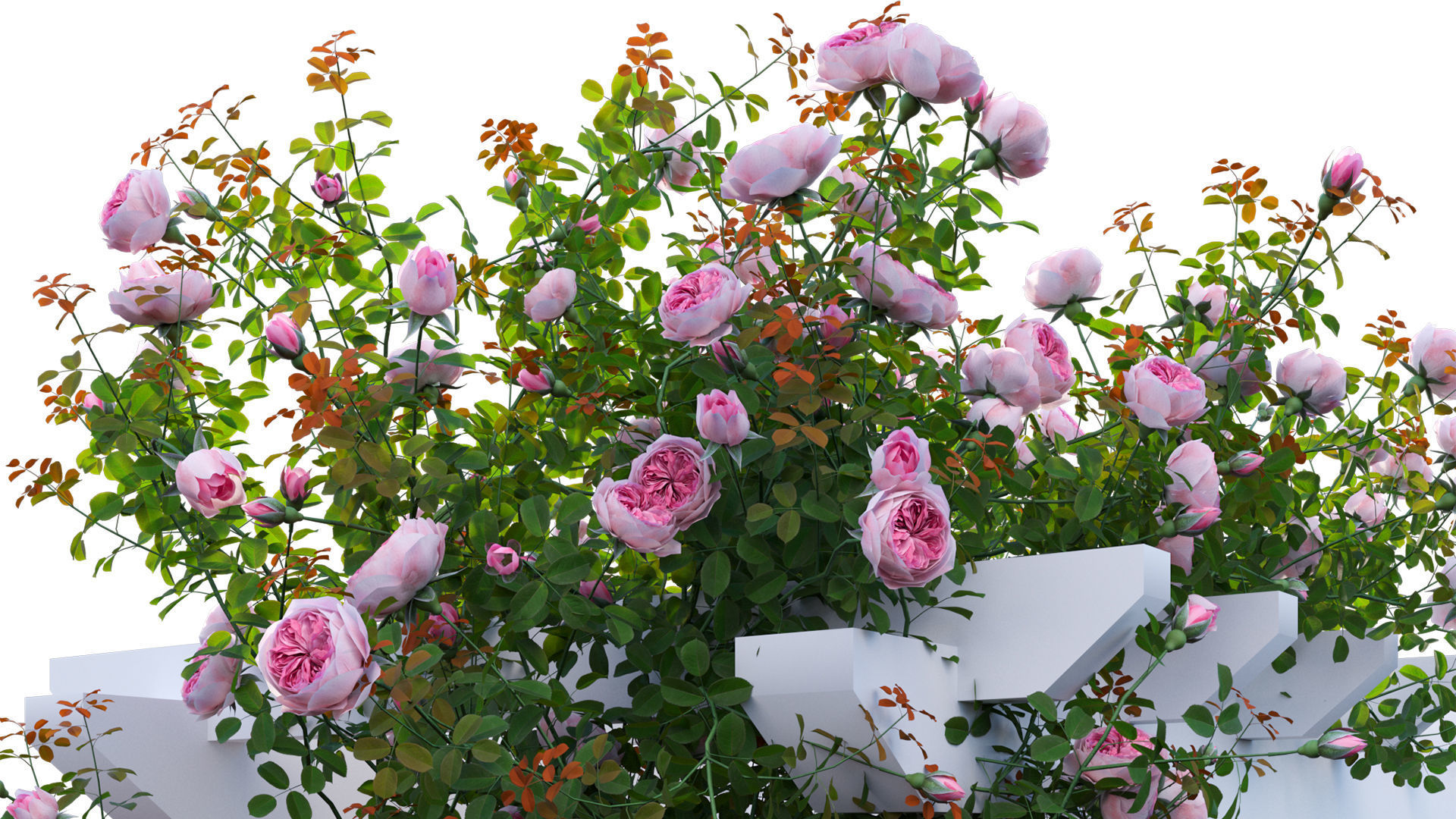 Climbing Rose - Rose Swing 3D model | CGTrader