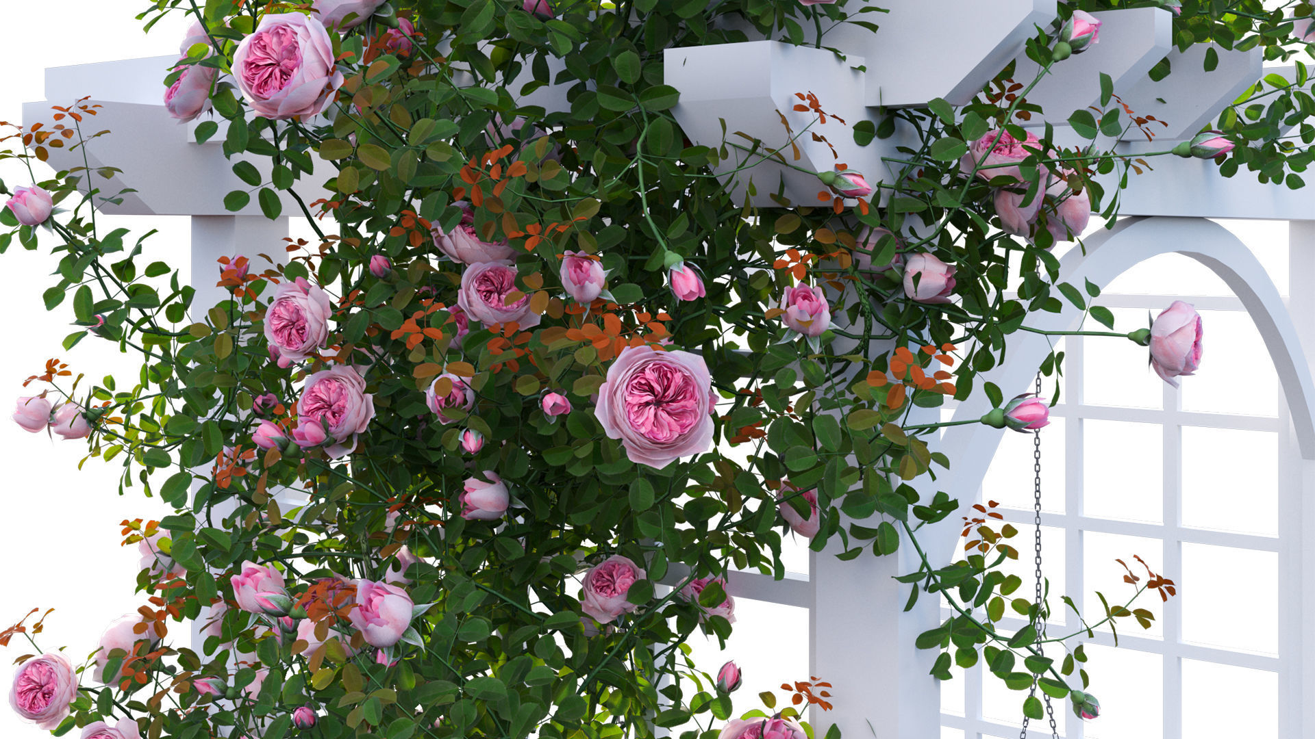 Climbing Rose - Rose Swing 3D model | CGTrader