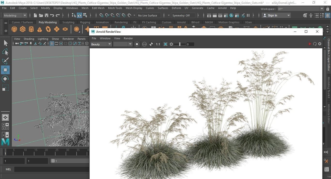 Plants Celtica Gigantea Stipa Golden Oats 3D model | CGTrader