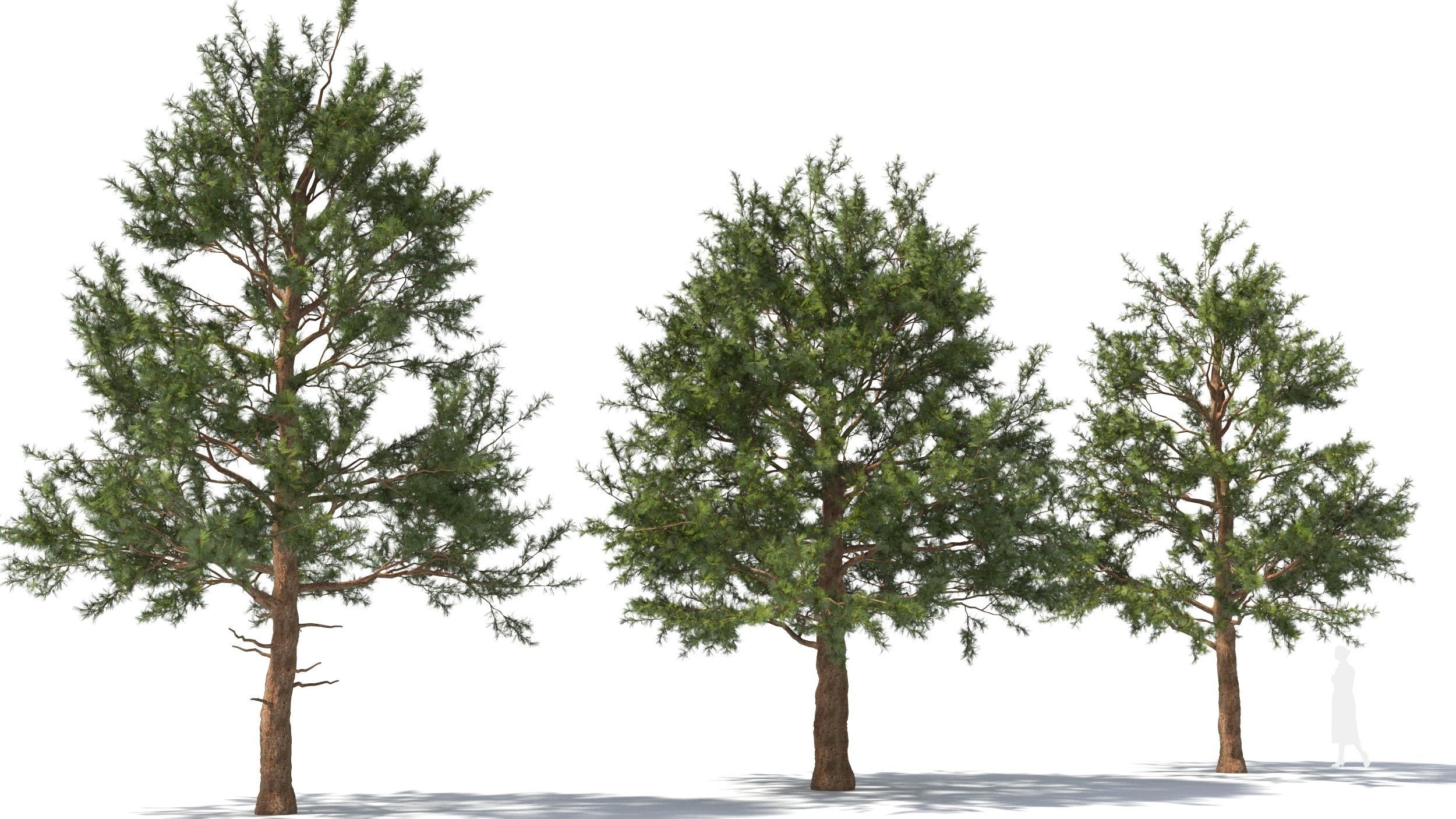 Pinus tree 3D model | CGTrader