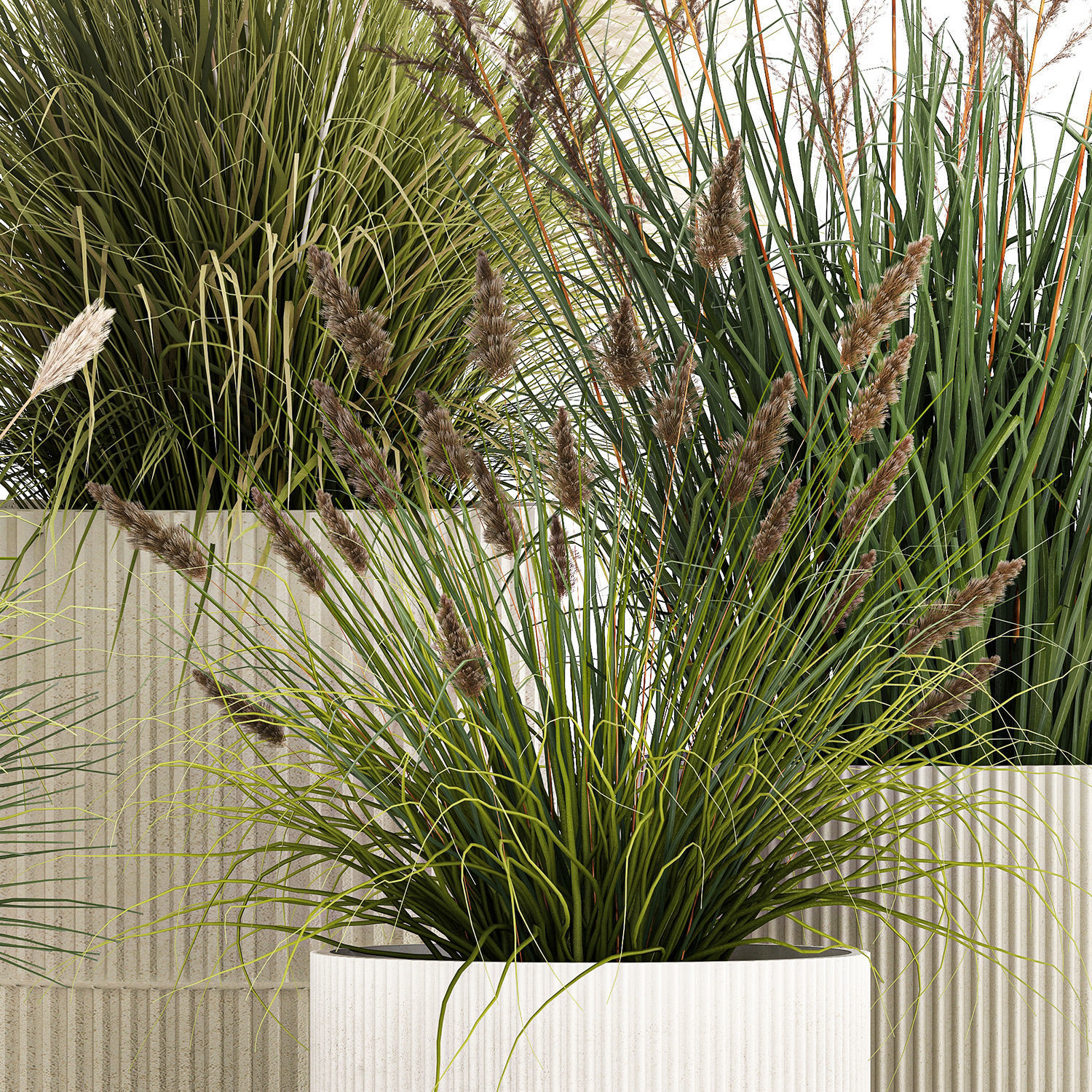 Beautiful bushes of pampas and feather grass in pots 1255 3D model ...