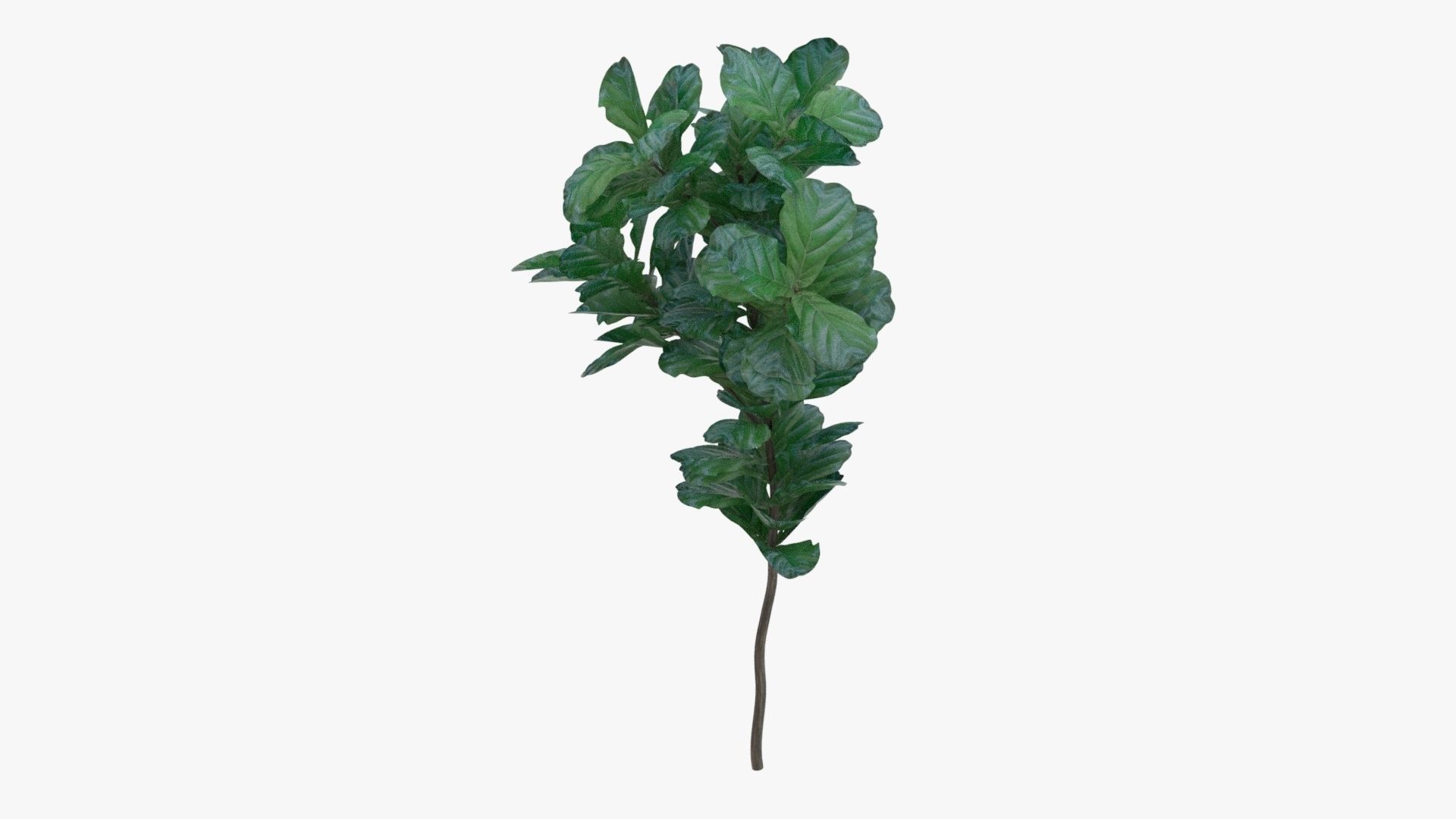 small live oak plant 3D model | CGTrader