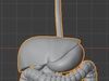 3d model of digestive system 3D model 3D printable | CGTrader