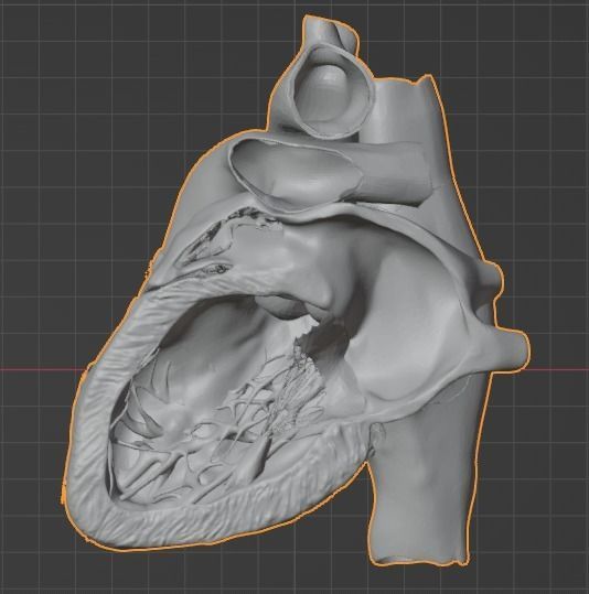 3d model of heart - apical 2 chamber plane 3D model 3D printable | CGTrader