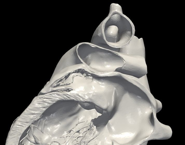 3d model of heart - apical 2 chamber plane 3D model 3D printable | CGTrader