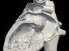 3d model of heart - apical 2 chamber plane 3D model 3D printable | CGTrader