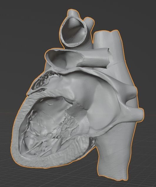 3d model of heart - apical 2 chamber plane 3D model 3D printable | CGTrader