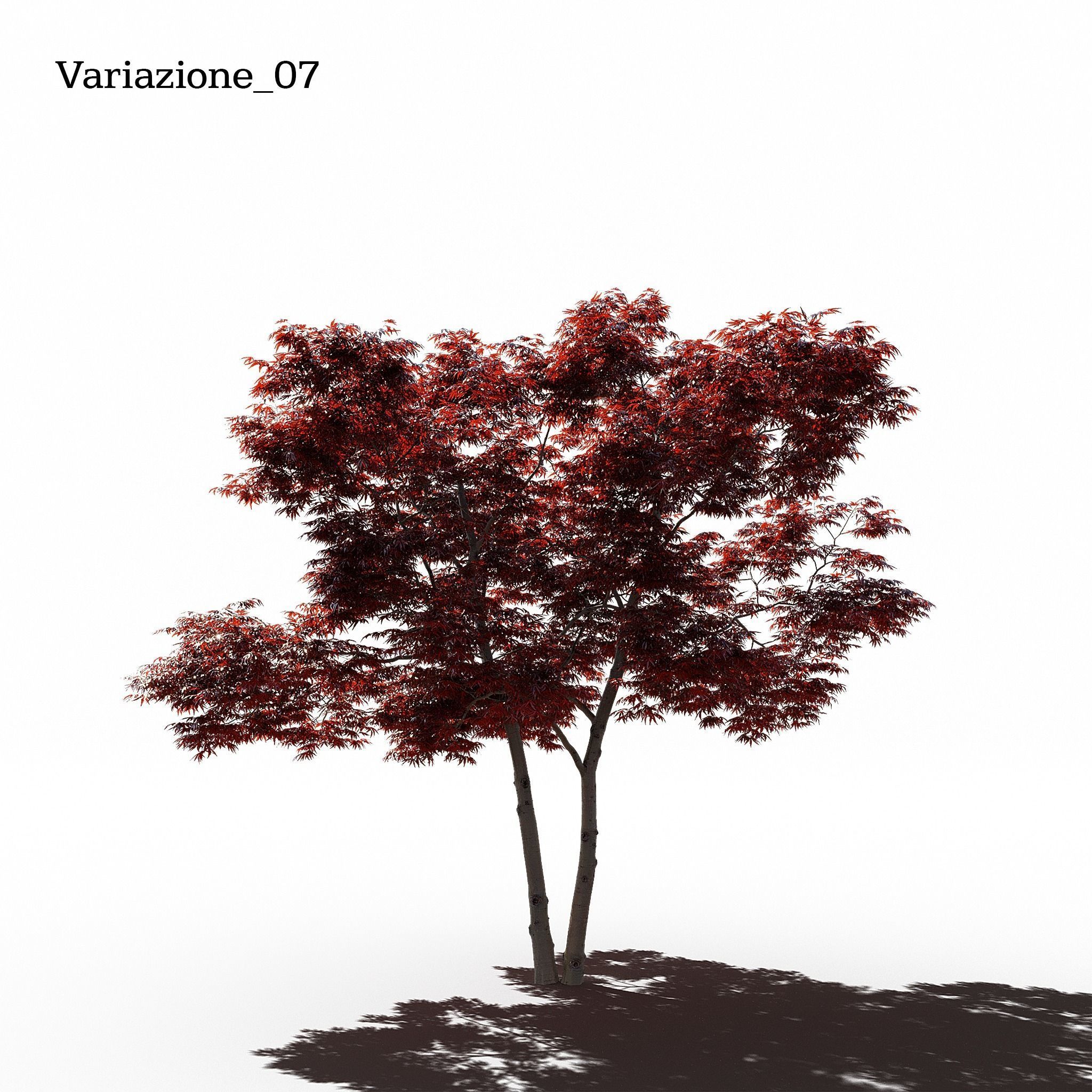 Japanese Maple Dissectum - Animated 3D model animated | CGTrader