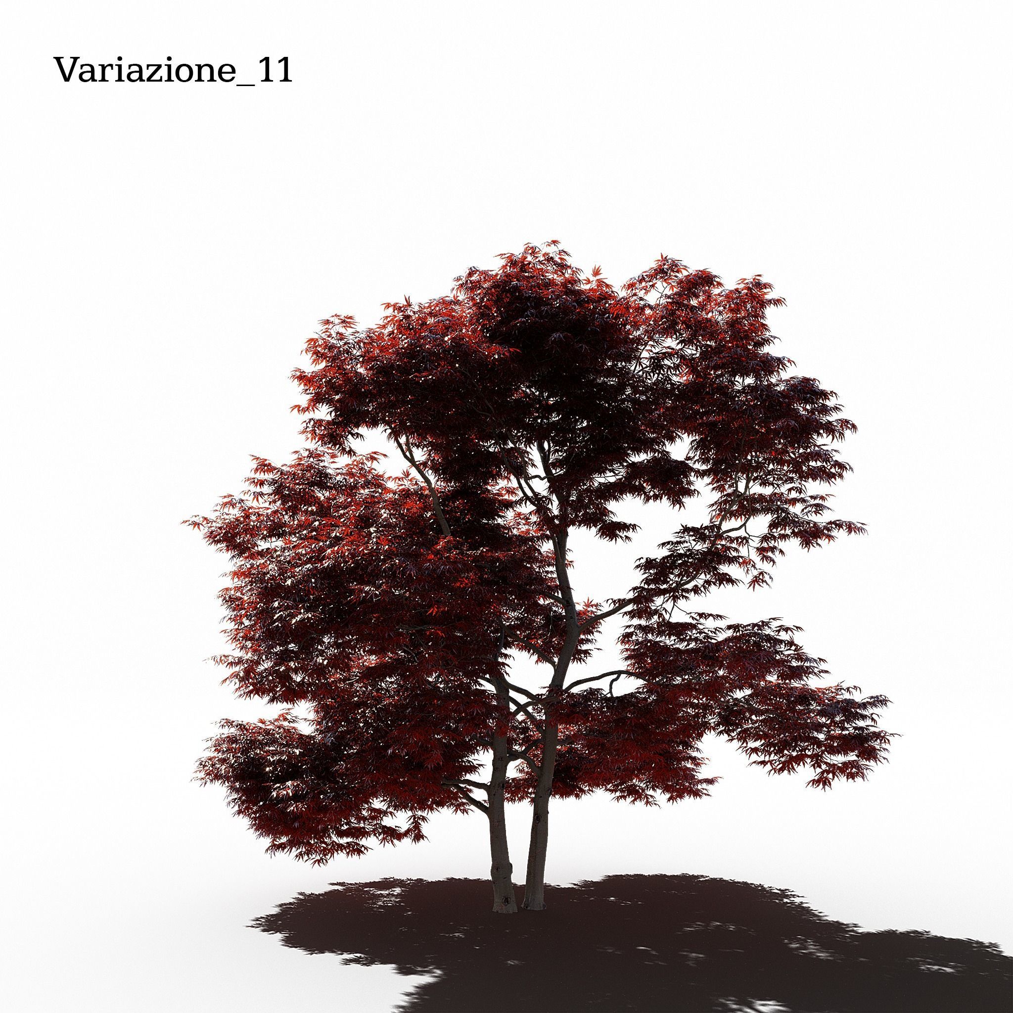 Japanese Maple Dissectum - Animated 3D model animated | CGTrader