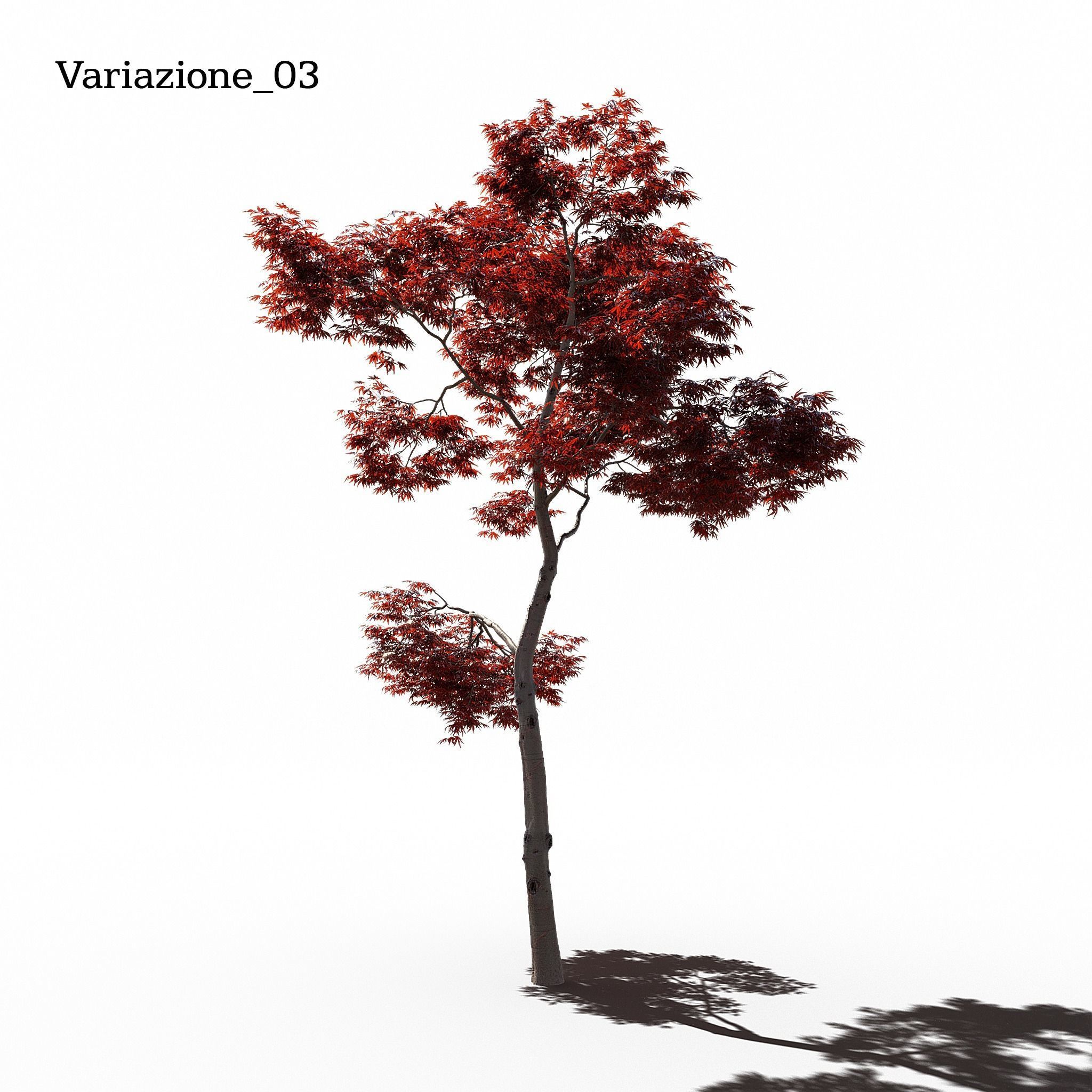Japanese Maple Dissectum - Animated 3D model animated | CGTrader