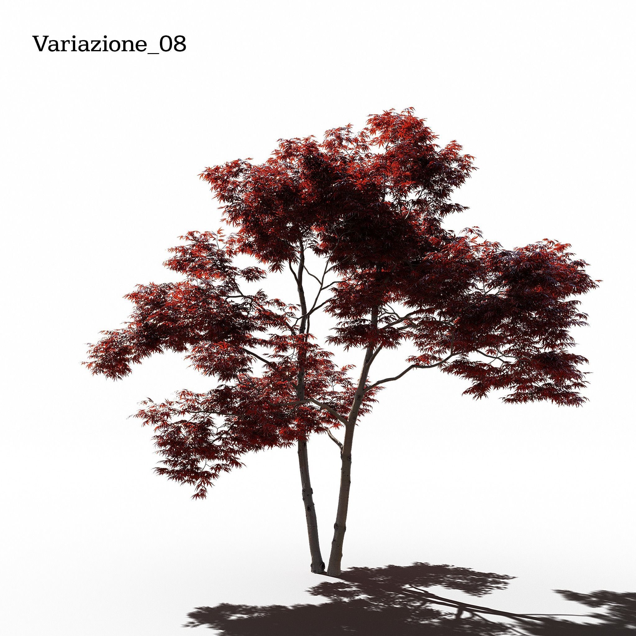 Japanese Maple Dissectum - Animated 3D model animated | CGTrader