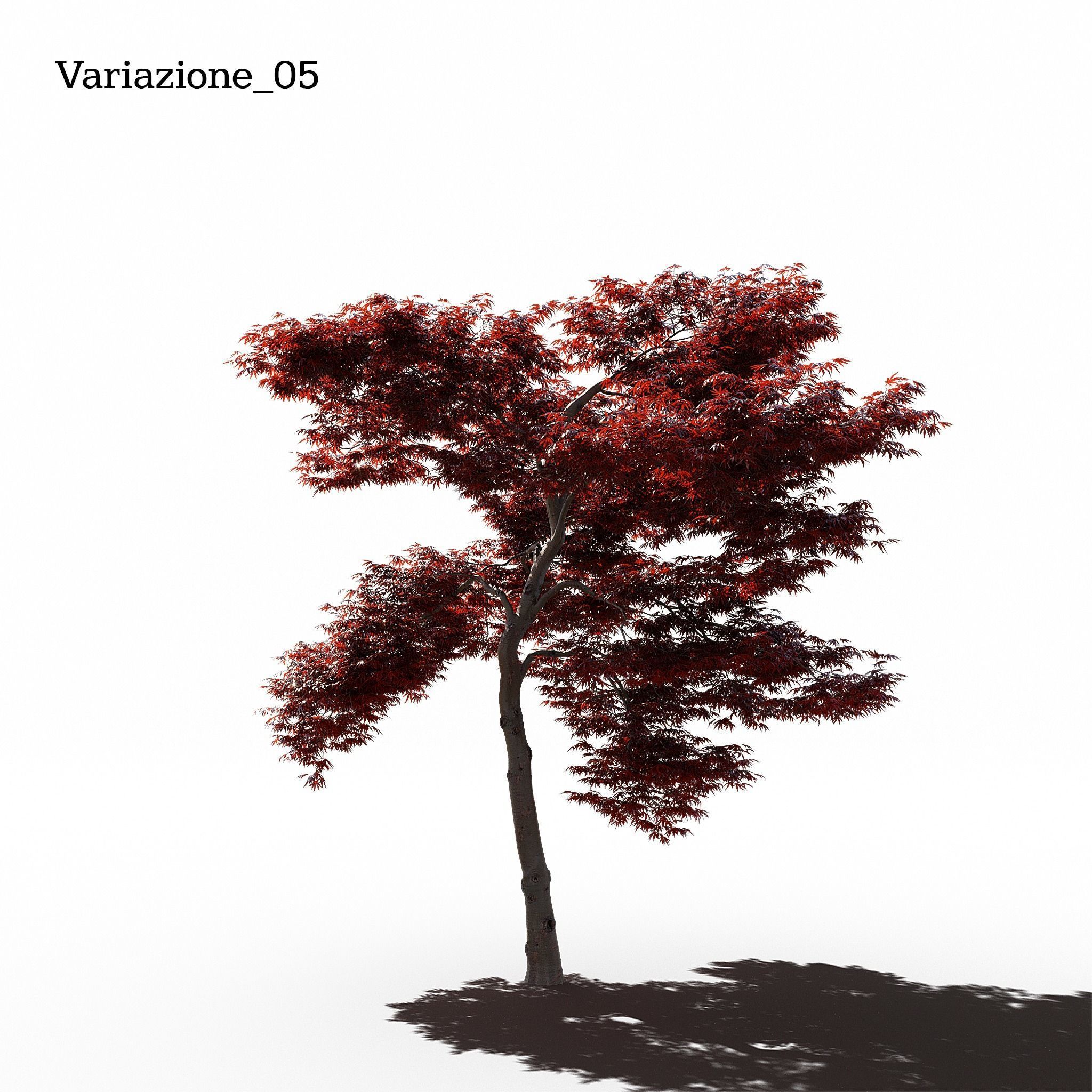 Japanese Maple Dissectum - Animated 3D model animated | CGTrader