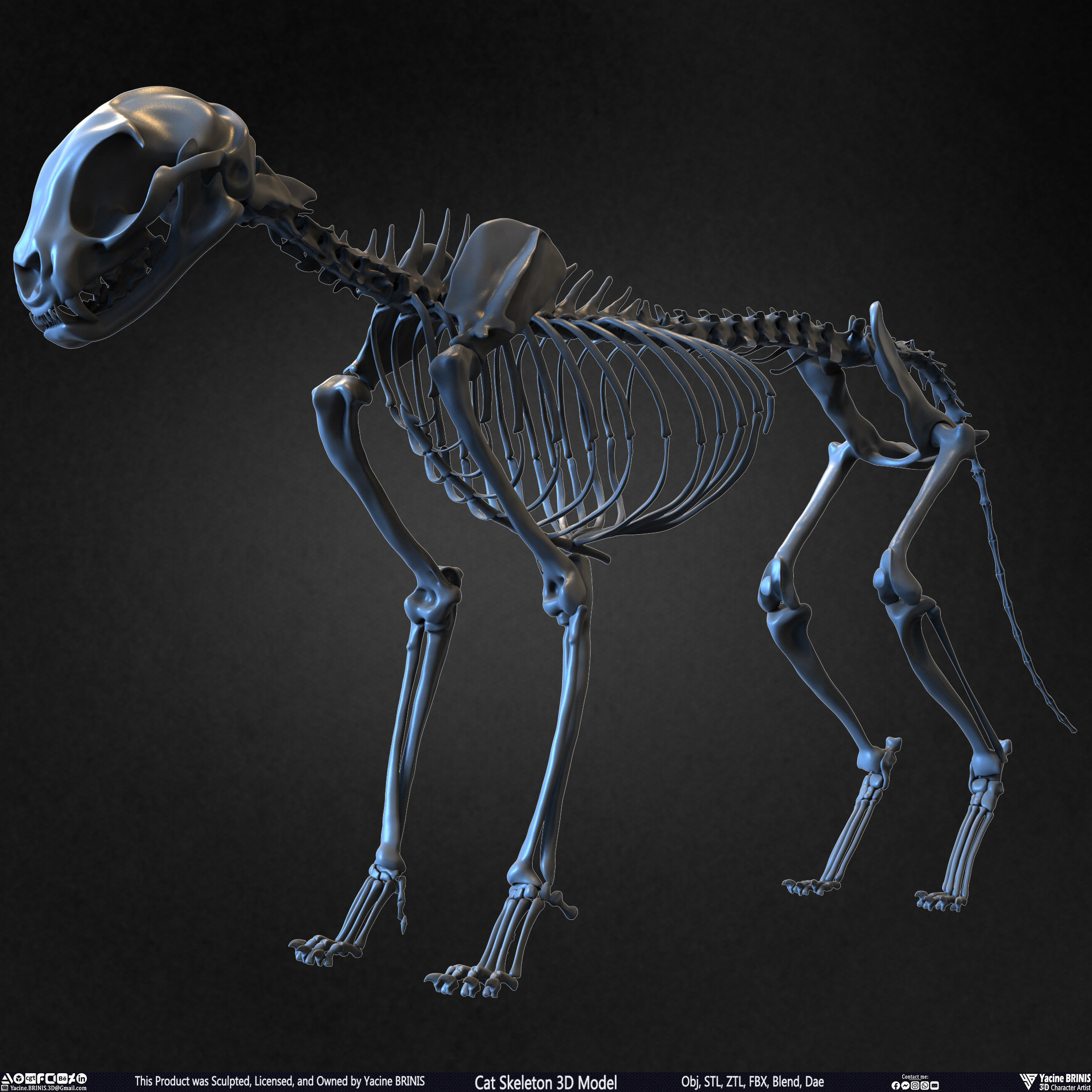 3D model Cat Skeleton 3D Model VR / AR / low-poly | CGTrader