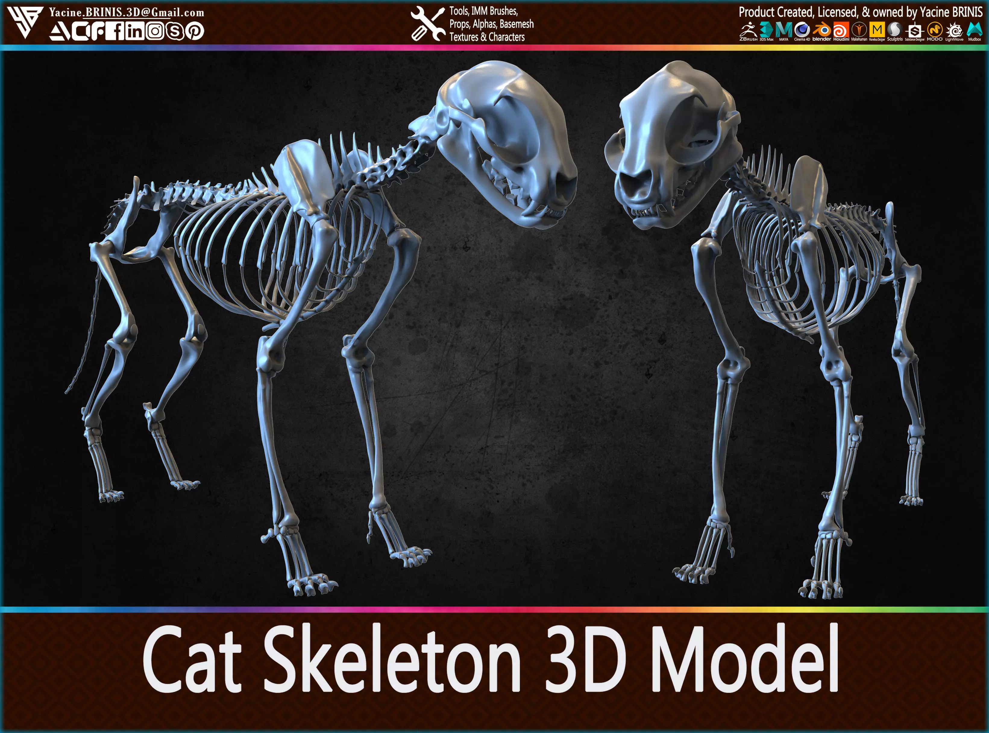 3D model Cat Skeleton 3D Model VR / AR / low-poly | CGTrader