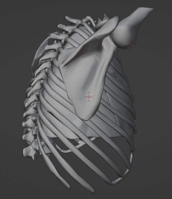 3d model of heart in thorax 3D model | CGTrader