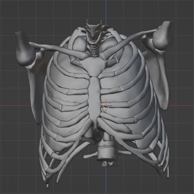 3d model of heart in thorax 3D model | CGTrader