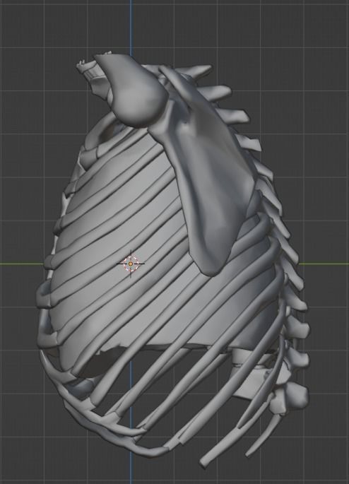 3d model of heart in thorax 3D model | CGTrader