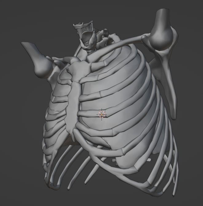 3d model of heart in thorax 3D model | CGTrader