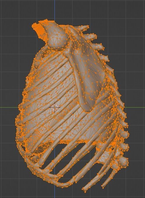 3d model of heart in thorax 3D model | CGTrader