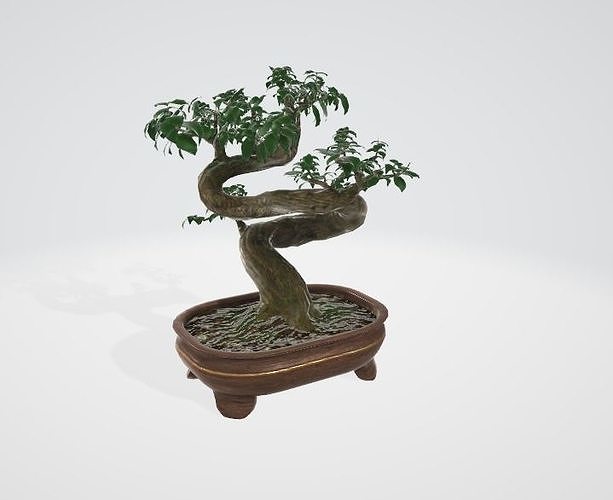 Bonsai tree free 3D model | CGTrader
