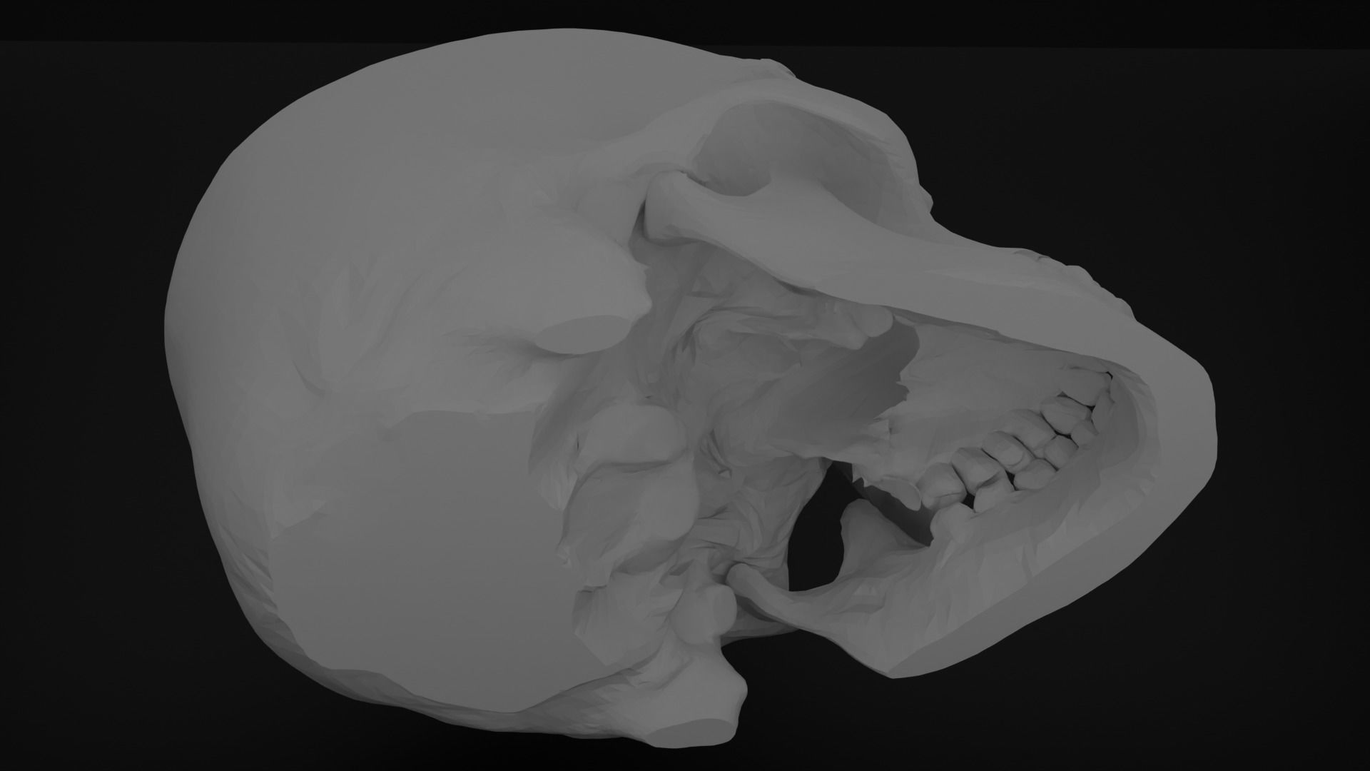 Scanned human skull 3D model 3D printable | CGTrader