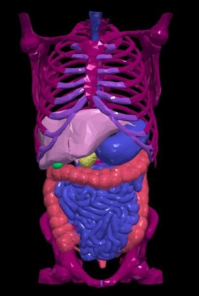 3d model of gastrointestinal tract with bones 3D model | CGTrader