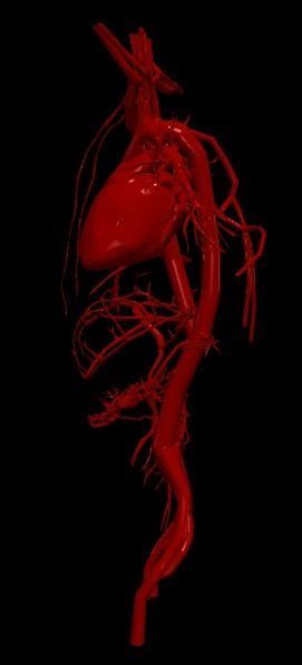 3d model of heart and cardiovascular system 3D model 3D printable ...